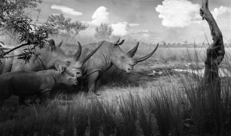 Beautiful vintage photos of the Dioramas of the American Museum of ...