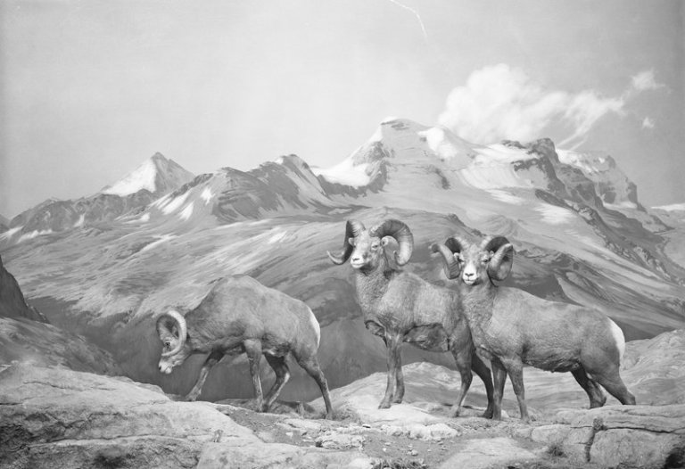 Beautiful vintage photos of the Dioramas of the American Museum of ...