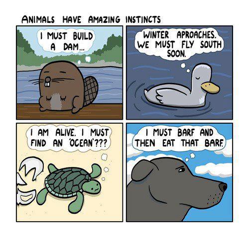 It’s true… animals DO have amazing instincts.