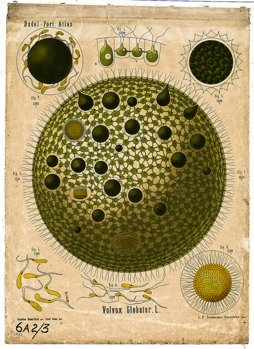 Awesome vintage plant anatomy pictures.