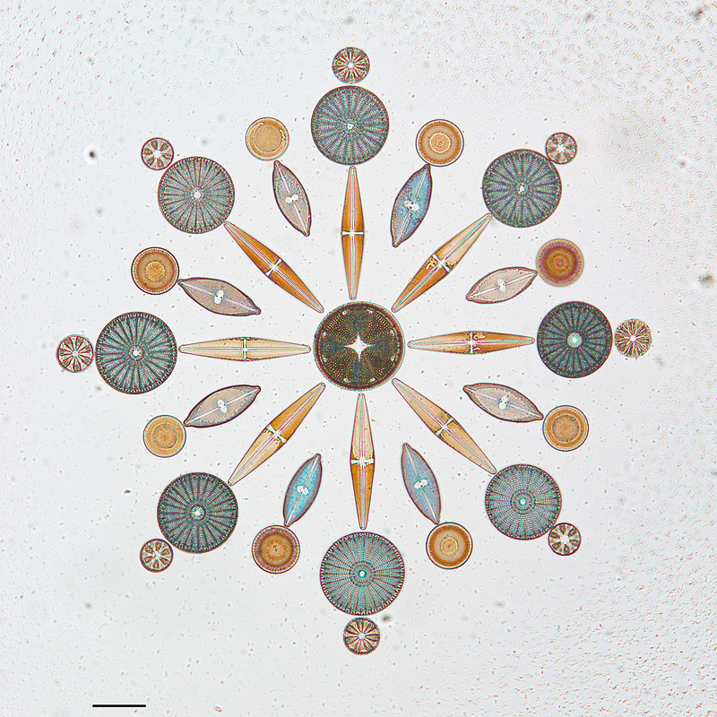 microbiology